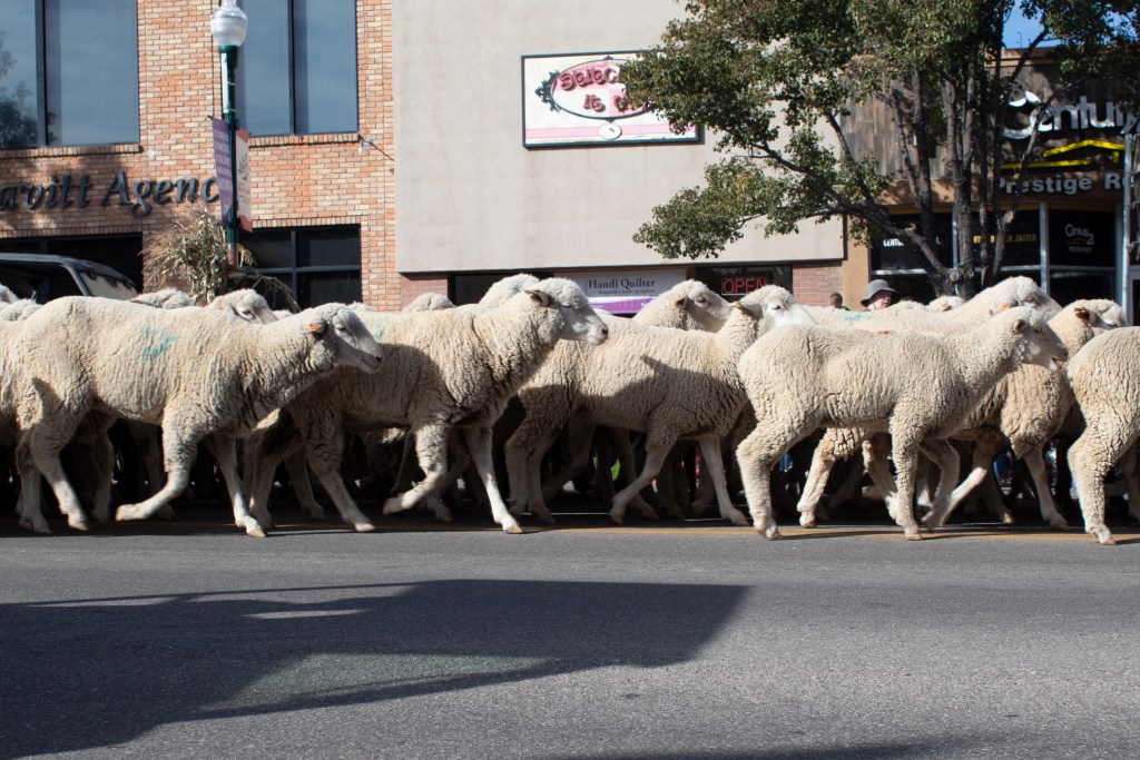 This year’s Sheep Parade was a celebration of small town agriculture ...