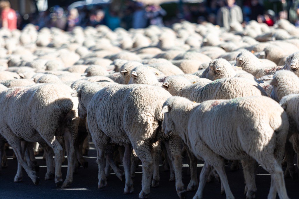 Cedar City celebrates annual Sheep Parade - SUU News