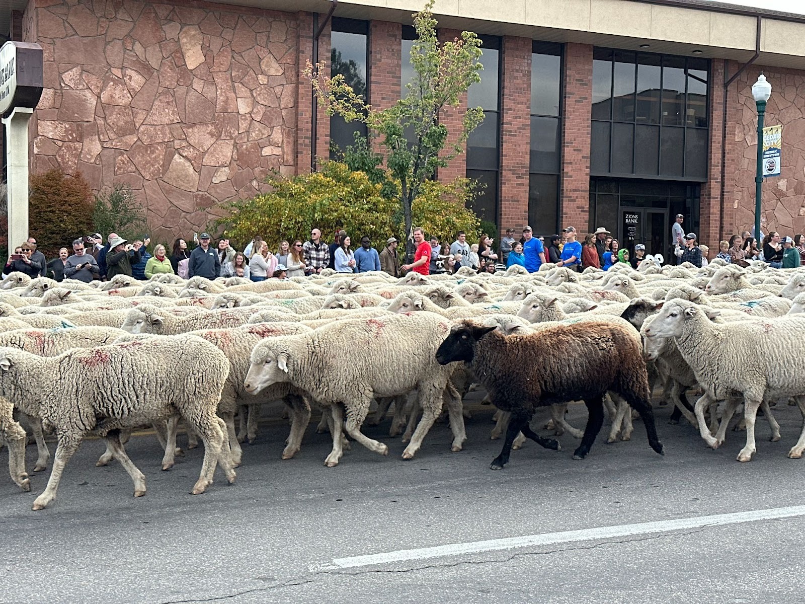 Sheep stroll Cedar City’s Main Street in yearly tradition - SUU News